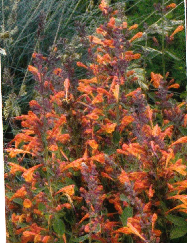 Agastache Rupestris Apache Sunset - Grelin Graines