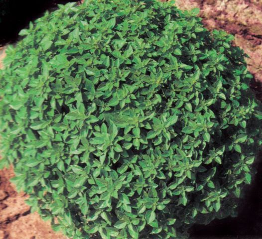 Basilic Minette Vert Fin Compact Type Grec - Grelin Graines