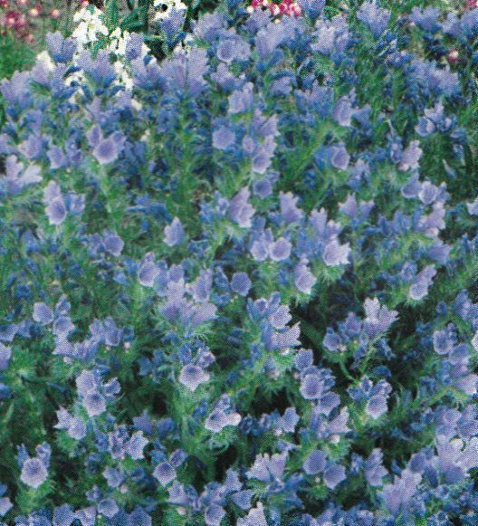 Echium Plantagineum Blue Bedder - Grelin Graines