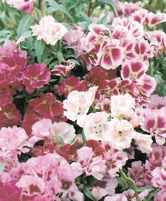 Godetia Double Nain A Fleur D Azalee - Grelin Graines