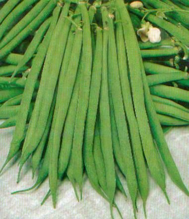 Haricot à rames fin Cobra - Grelin Graines