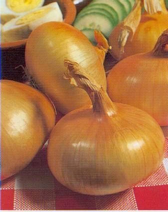 Oignon jaune paille des Vertus - Grelin Graines