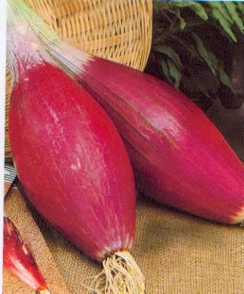 Oignon rouge long de Florence - Grelin Graines