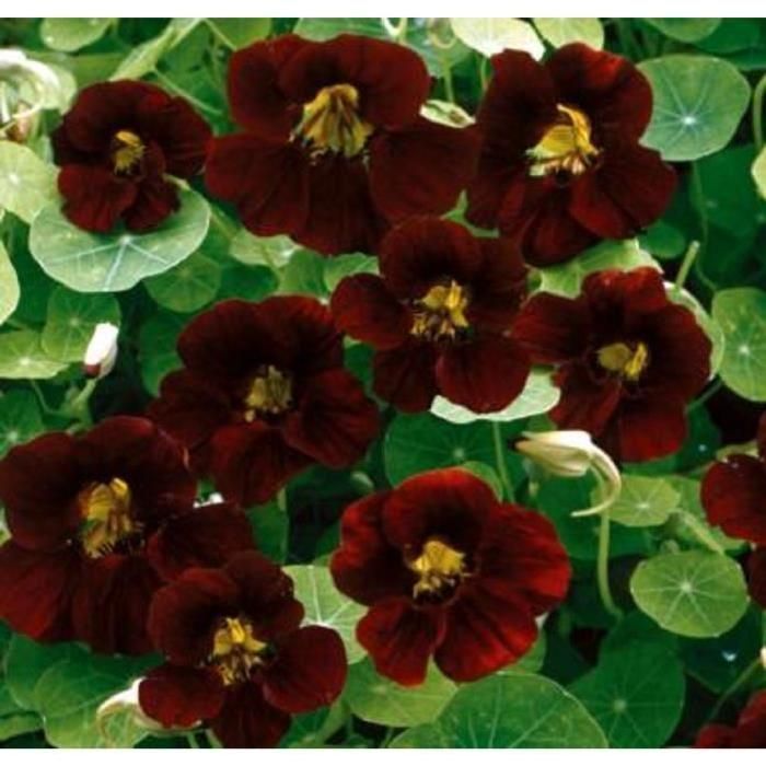 Capucine Naine King Theodore - Grelin Graines